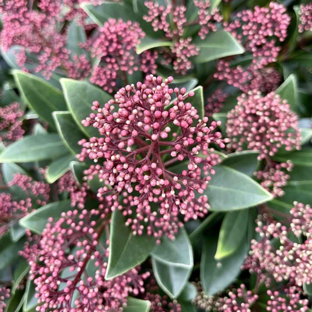 Buy Skimmia Japonica 'Rubella - Architectural Plants
