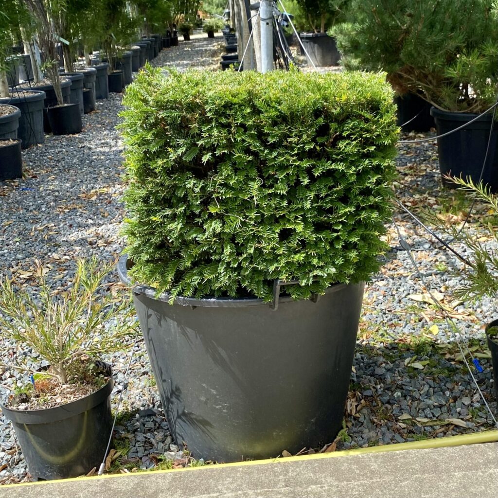 Buy Taxus Baccata Cubes - Architectural Plants