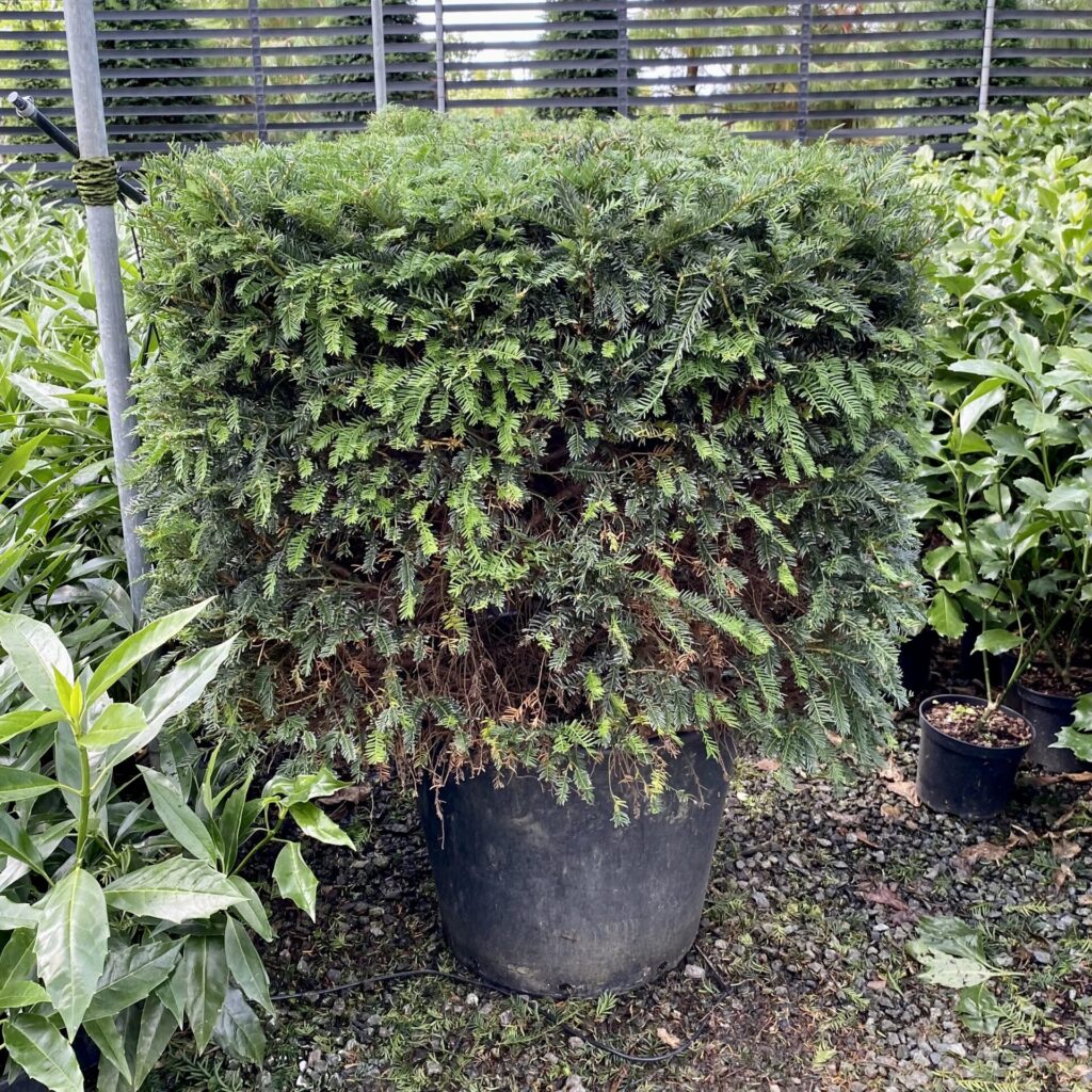 Buy Taxus Baccata Cubes - Architectural Plants