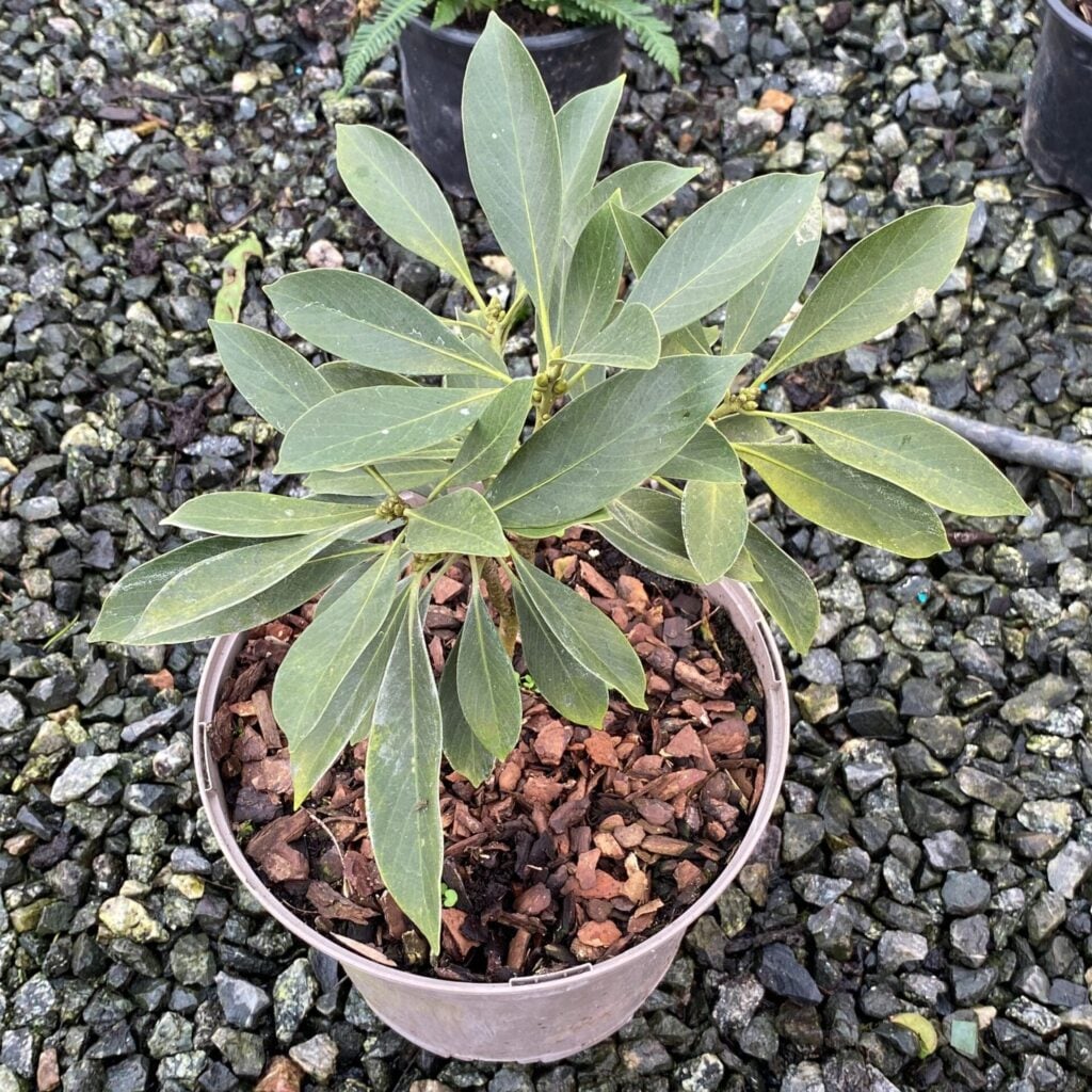 Lithocarpus Edulis - Rare Japanese Evergreen Oak
