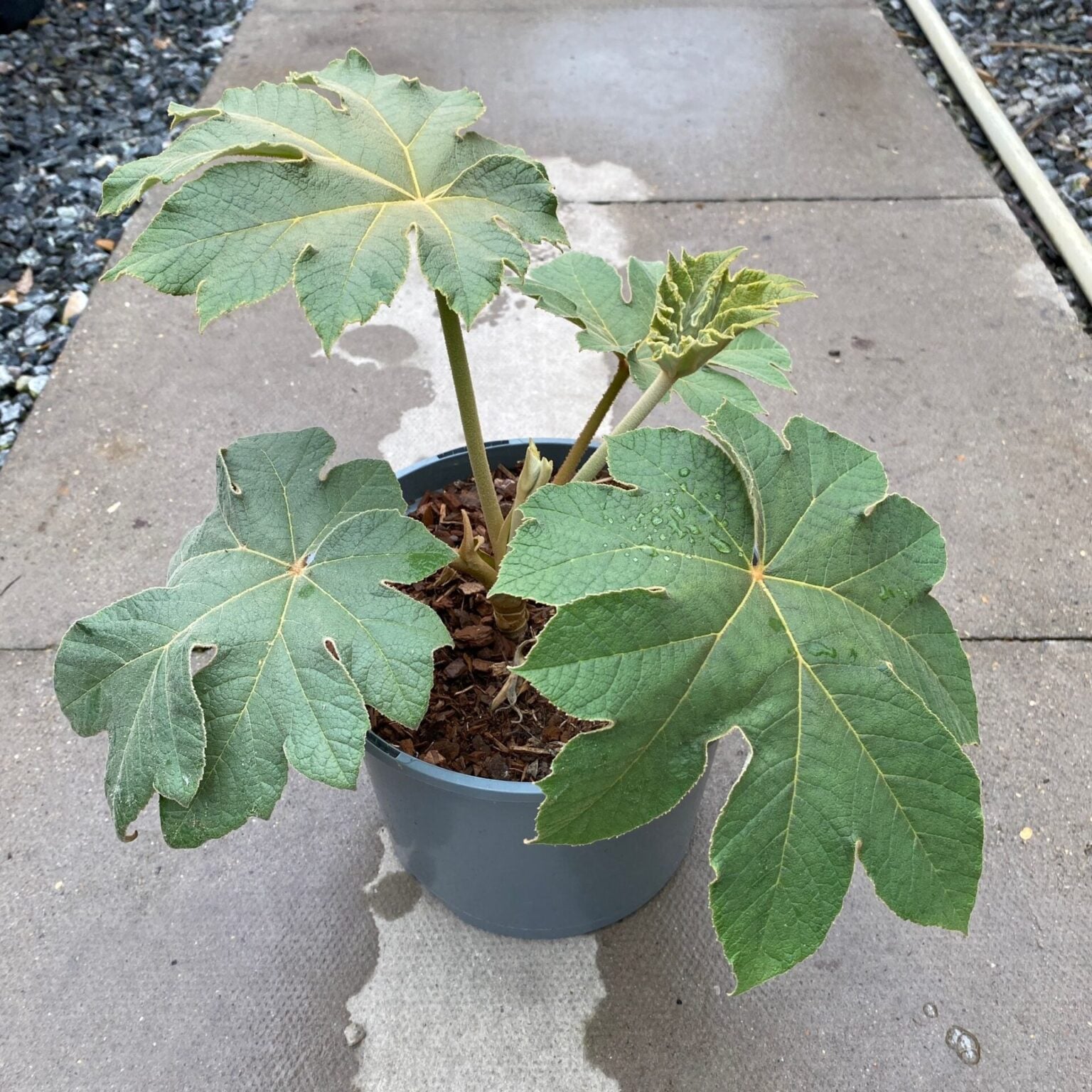 Buy Tetrapanax Papyrifera 'Rex' - Exotic Giant Leaf Plant