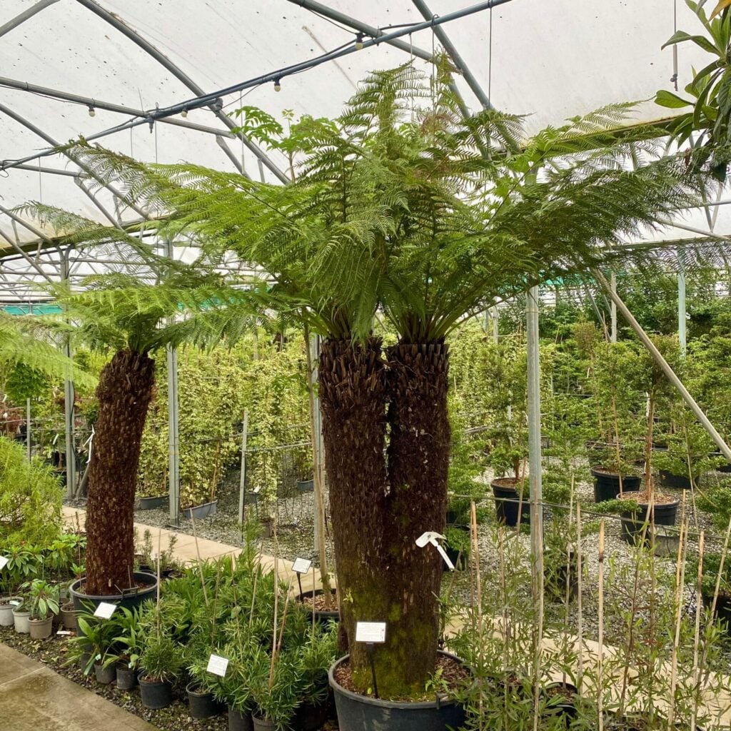Buy Dicksonia Antarctica - Tree Fern - UK Delivery