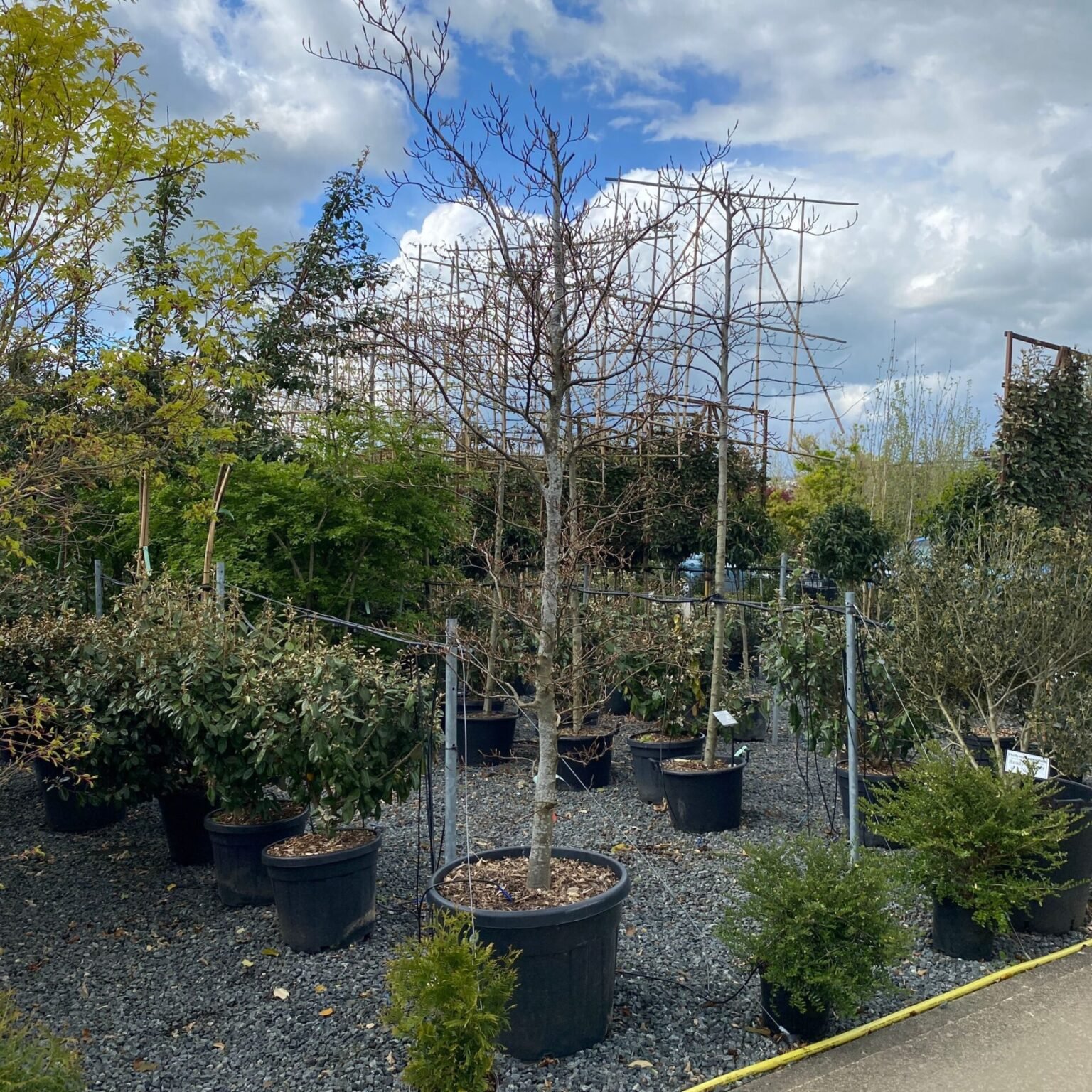 Large Trees for Sale in the UK | Over 30ft | Architectural Plants