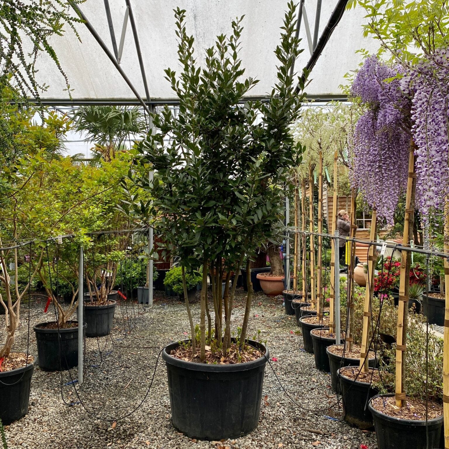 Buy Laurus nobilis - Multi Stems - Architectural Plants