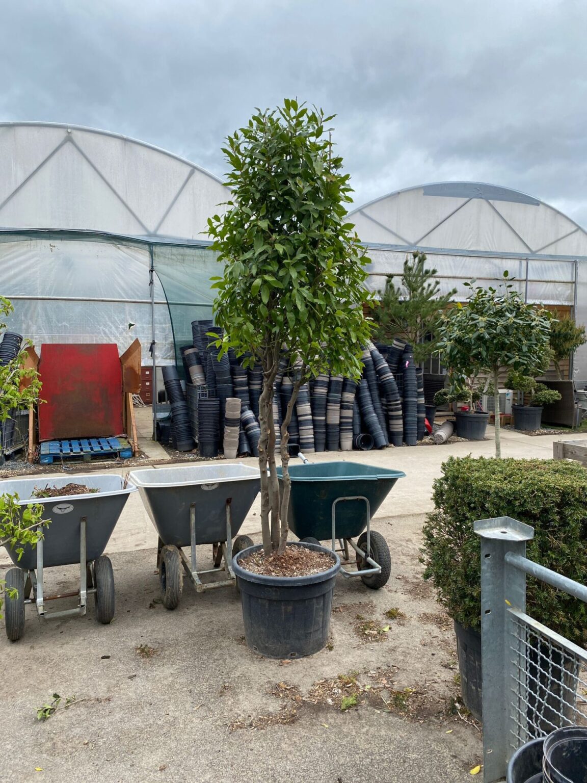 Buy Laurus nobilis - Multi Stems - Architectural Plants