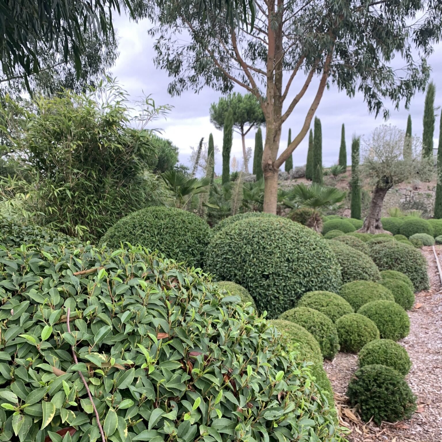 Our Box Alternatives - Architectural Plants