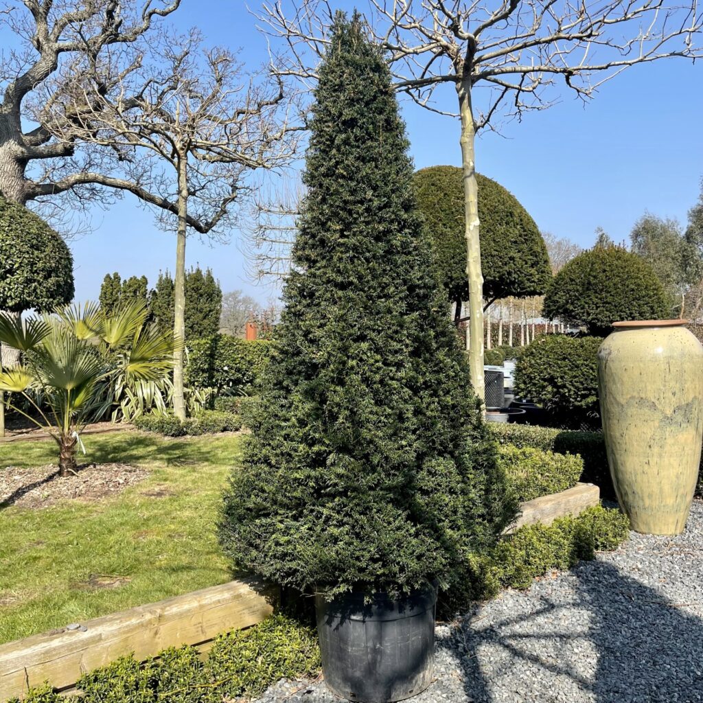 Buy Taxus Baccata Pyramids - Architectural Plants