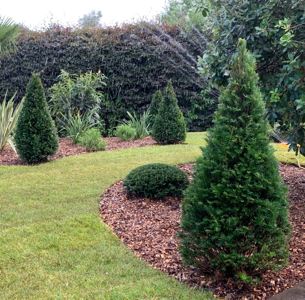 Buy Taxus Baccata Cones - Architectural Plants
