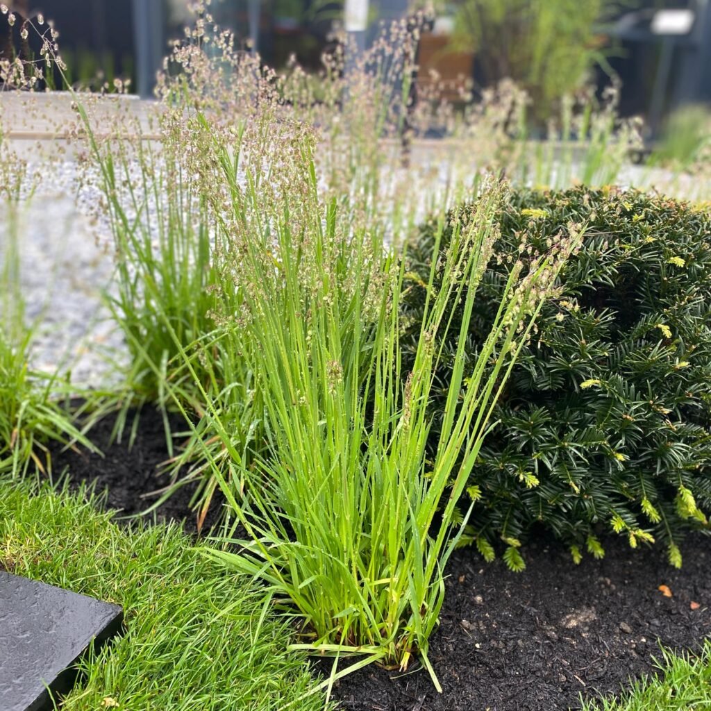 Buy Briza media - Common Quaking Grass - Architectural Plants