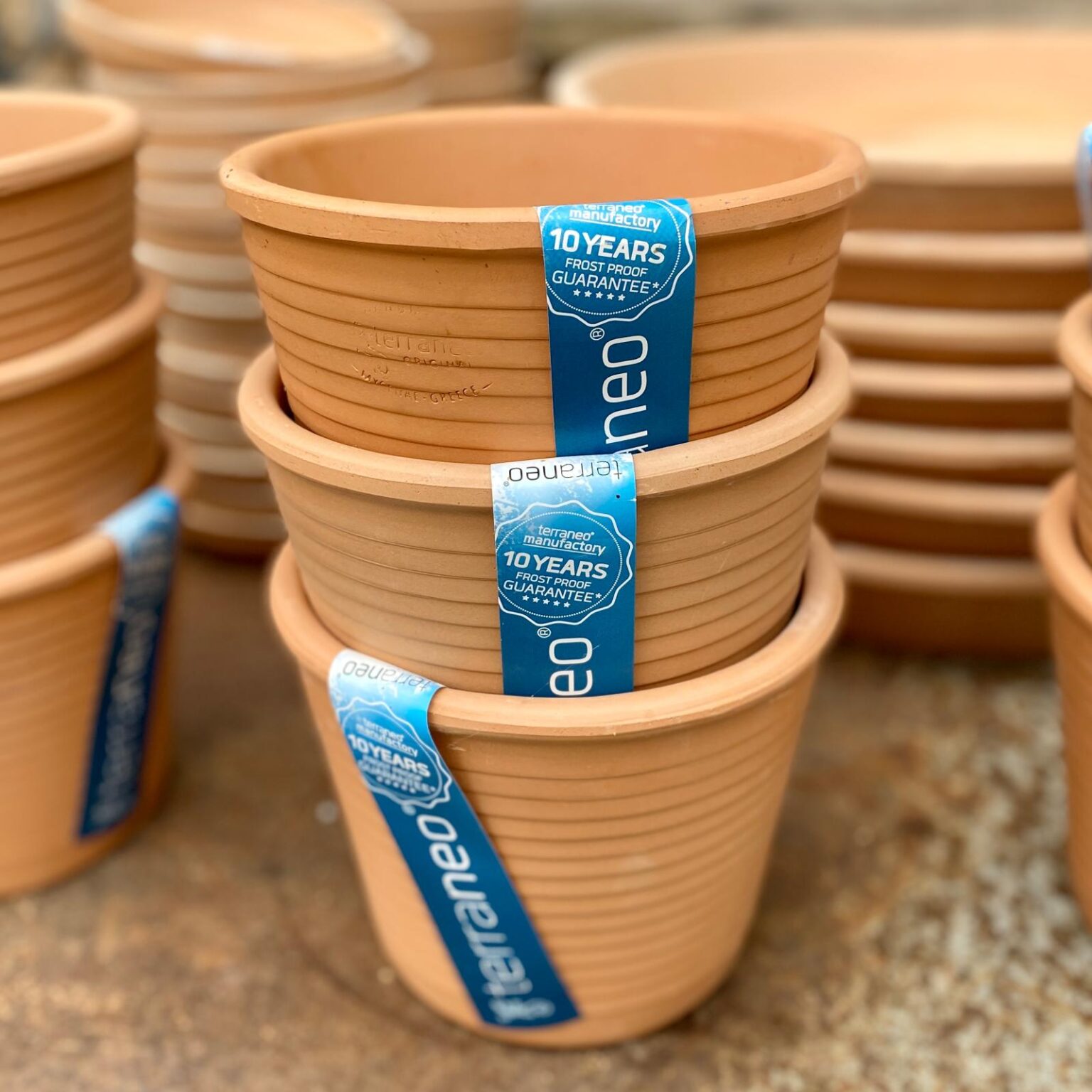 Buy Terraneo Como Terracotta Pot - Architectural Plants