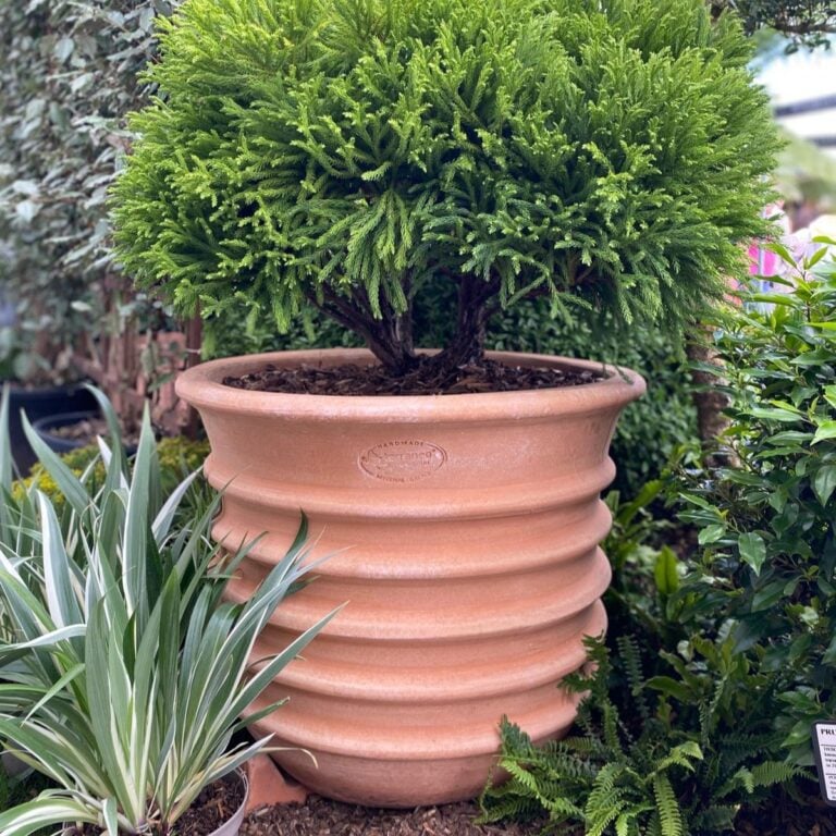 Buy Terraneo Exara Terracotta Pot - Architectural Plants
