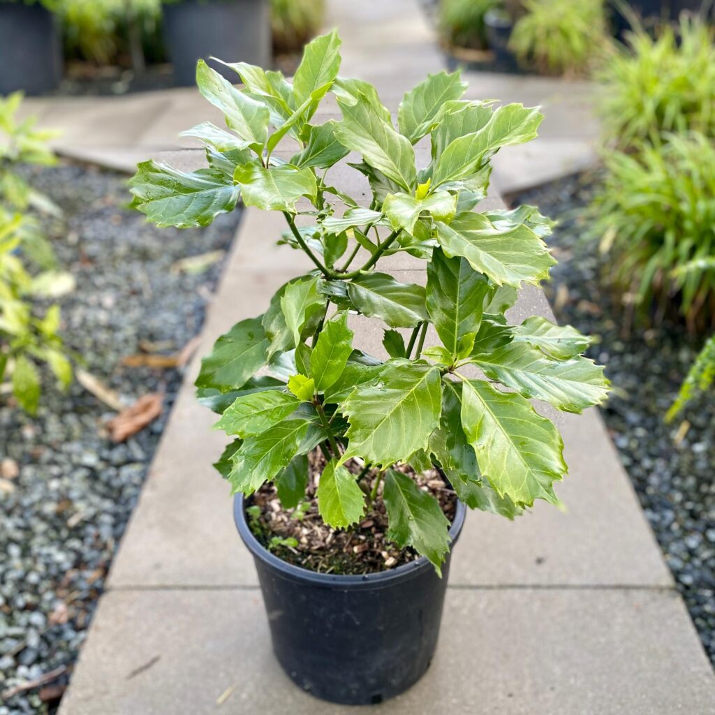 Browse Shade Loving Plants & Flowers Architectural Plants