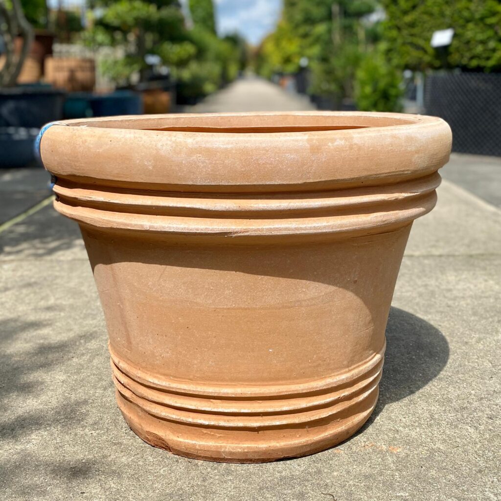 Buy Terraneo Varese Terracotta Pot - Architectural Plants