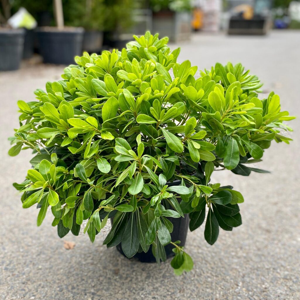 Browse Our Selection of Shrubs| Architectural Plants