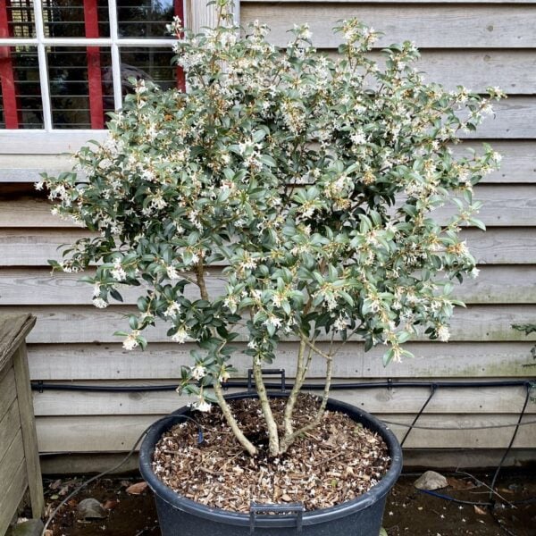 Multi-stems - Our Top Six - Architectural Plants