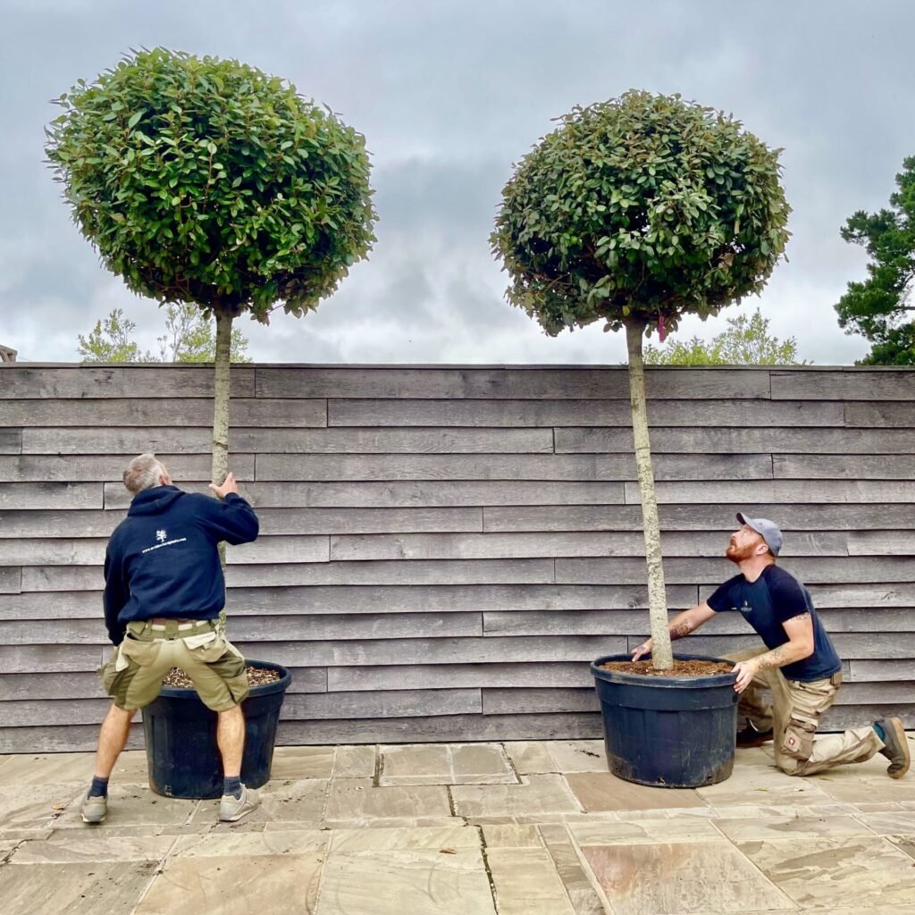 How to match Plants with Pots - Architectural Plants