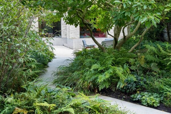 Multi-stems - Our Top Six - Architectural Plants