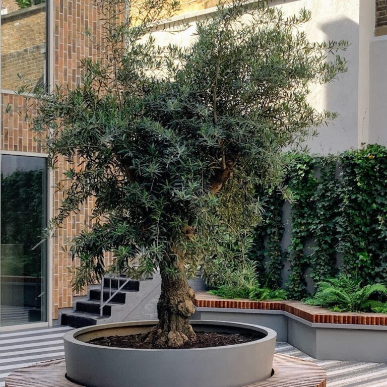 Buy Olea europaea (Olive) - Architectural Plants