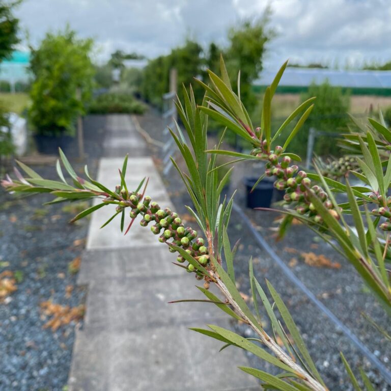 Buy Callistemon subulatus - Standards - Architectural Plants