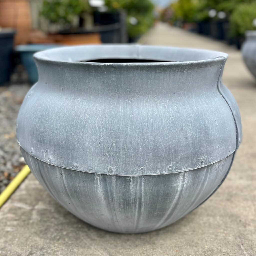Buy Bell Jar - Architectural Plants
