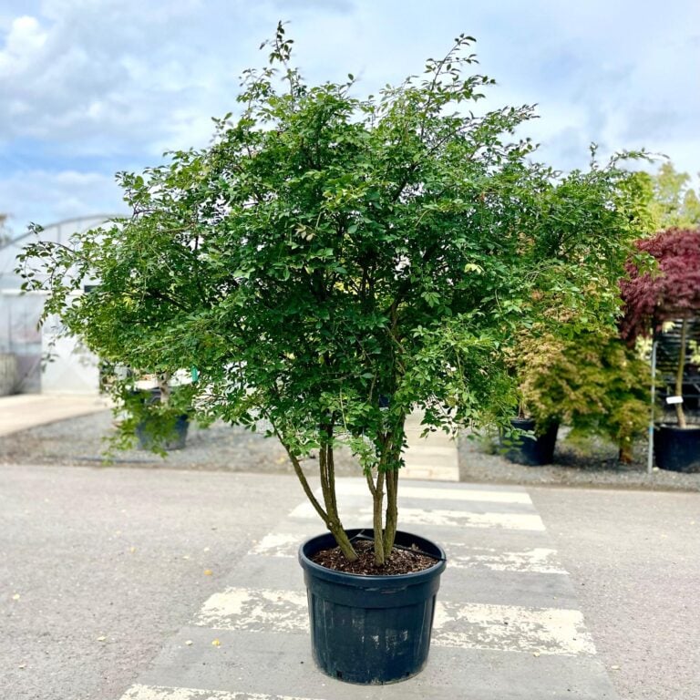 Small Trees for Sale in the UK | Under 20ft | Architectural Plants