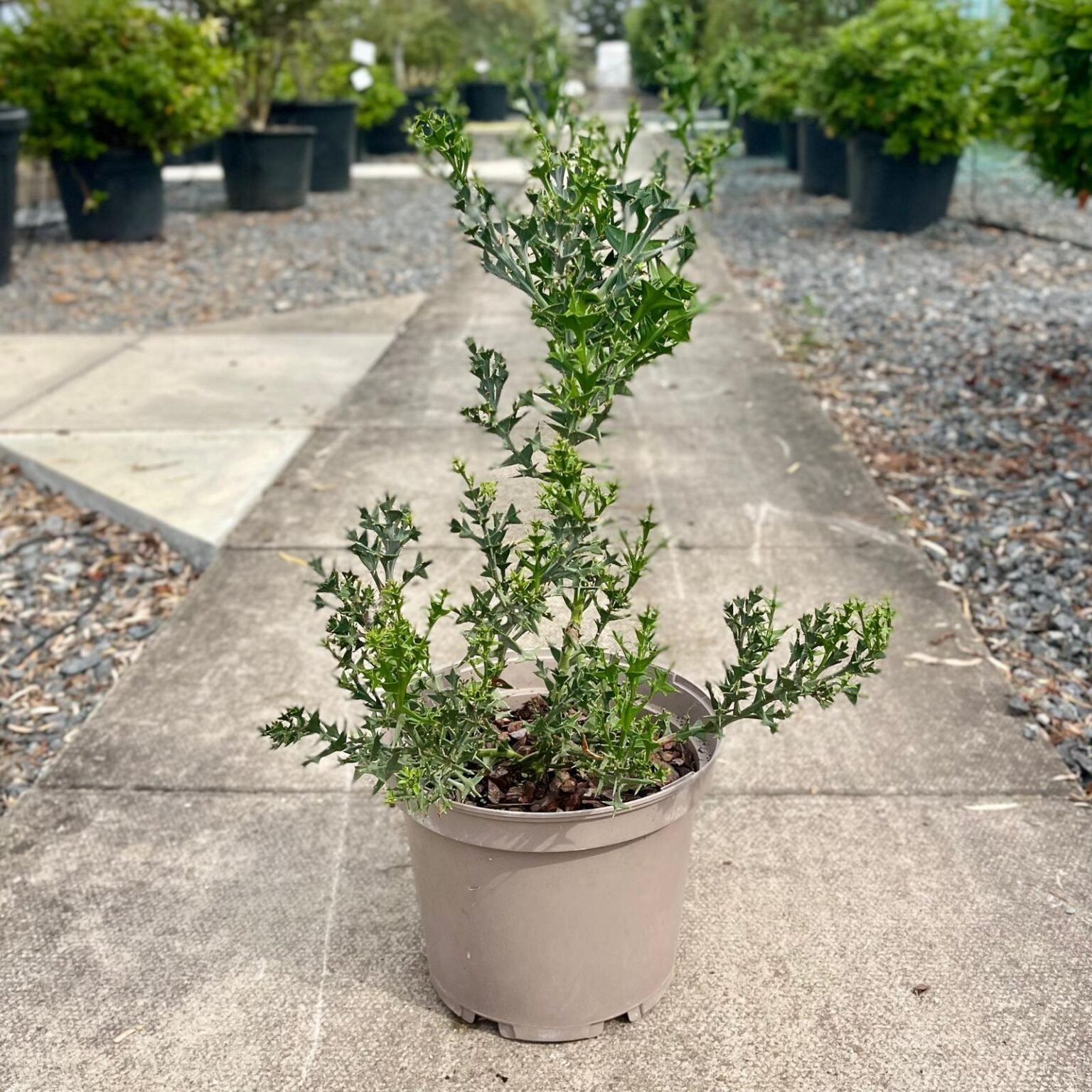 Spiky Plants & Trees | Enquire Online | Architectural Plants