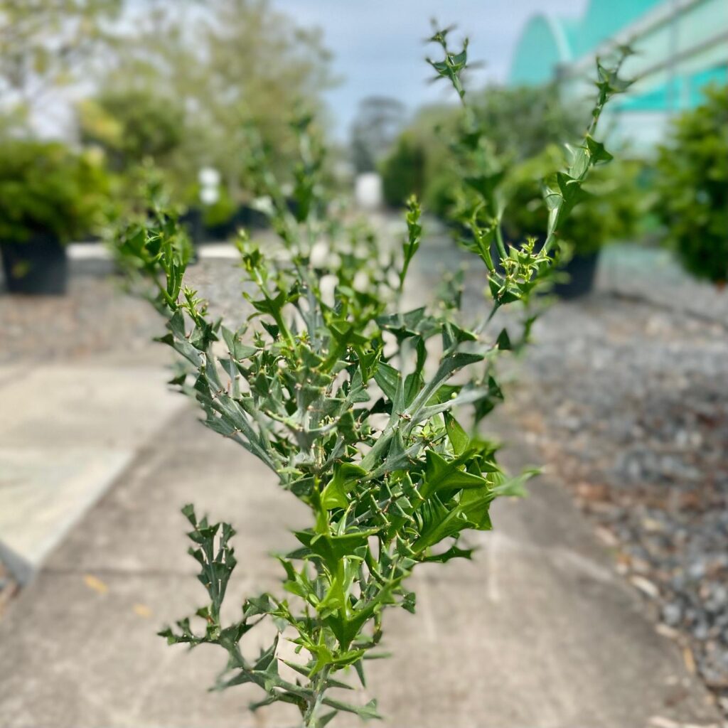 Buy Colletia cruciata shrub - Architectural Plants