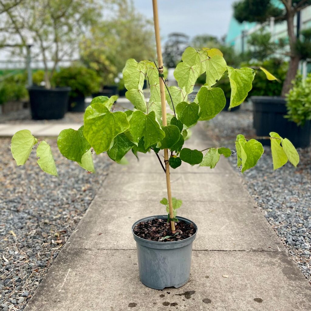 Medium Trees for Sale in the UK | Under 30ft | Architectural Plants