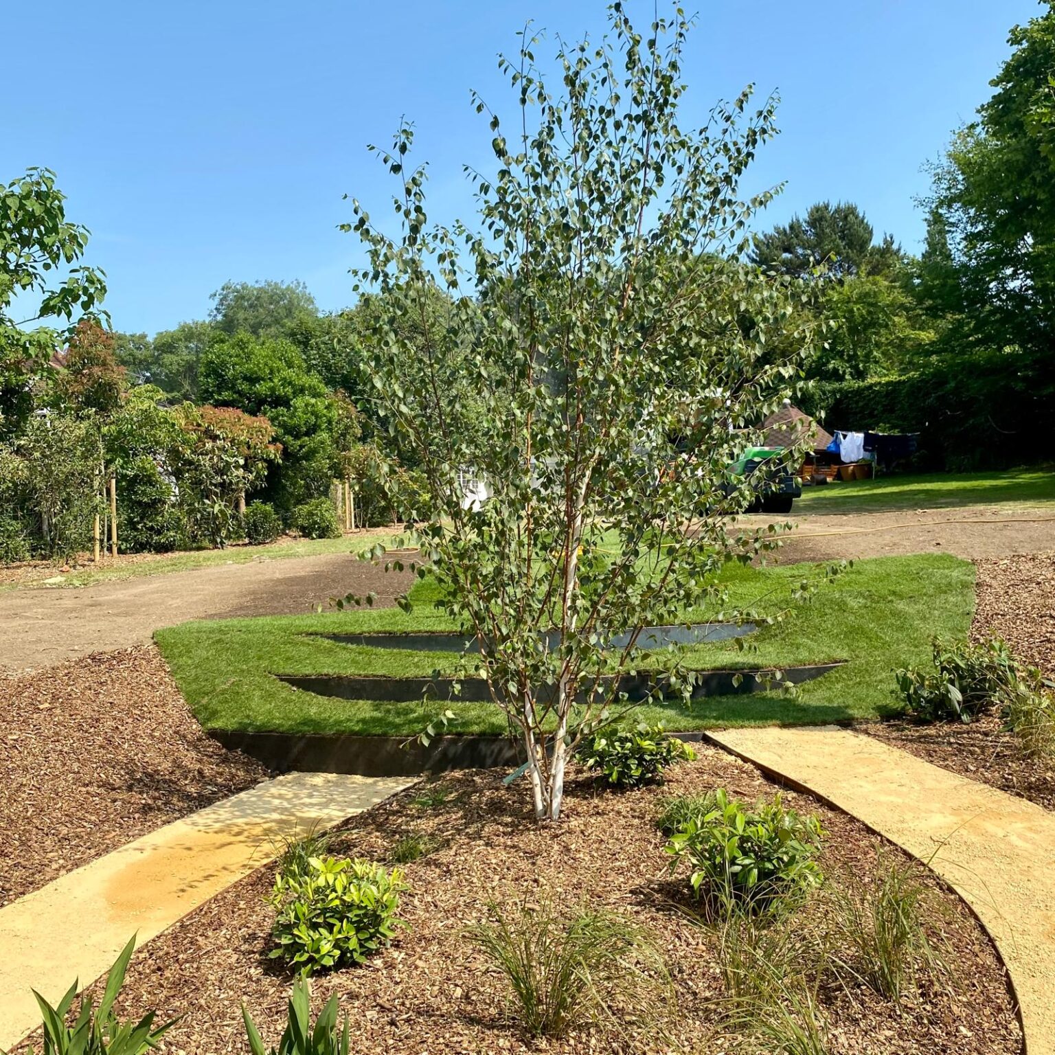 Multi-stems - Our Top Six - Architectural Plants