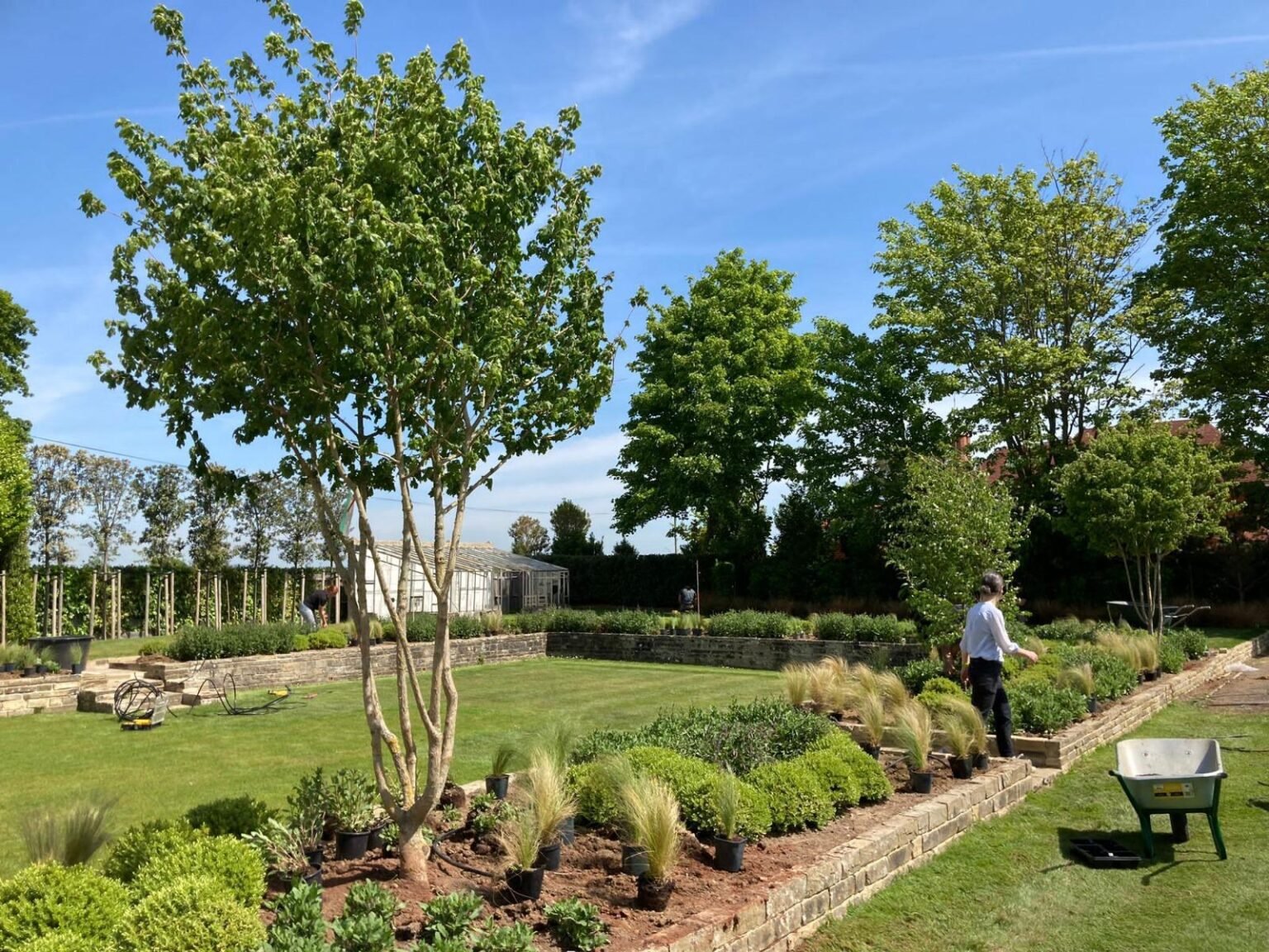 Multi-stems - Our Top Six - Architectural Plants