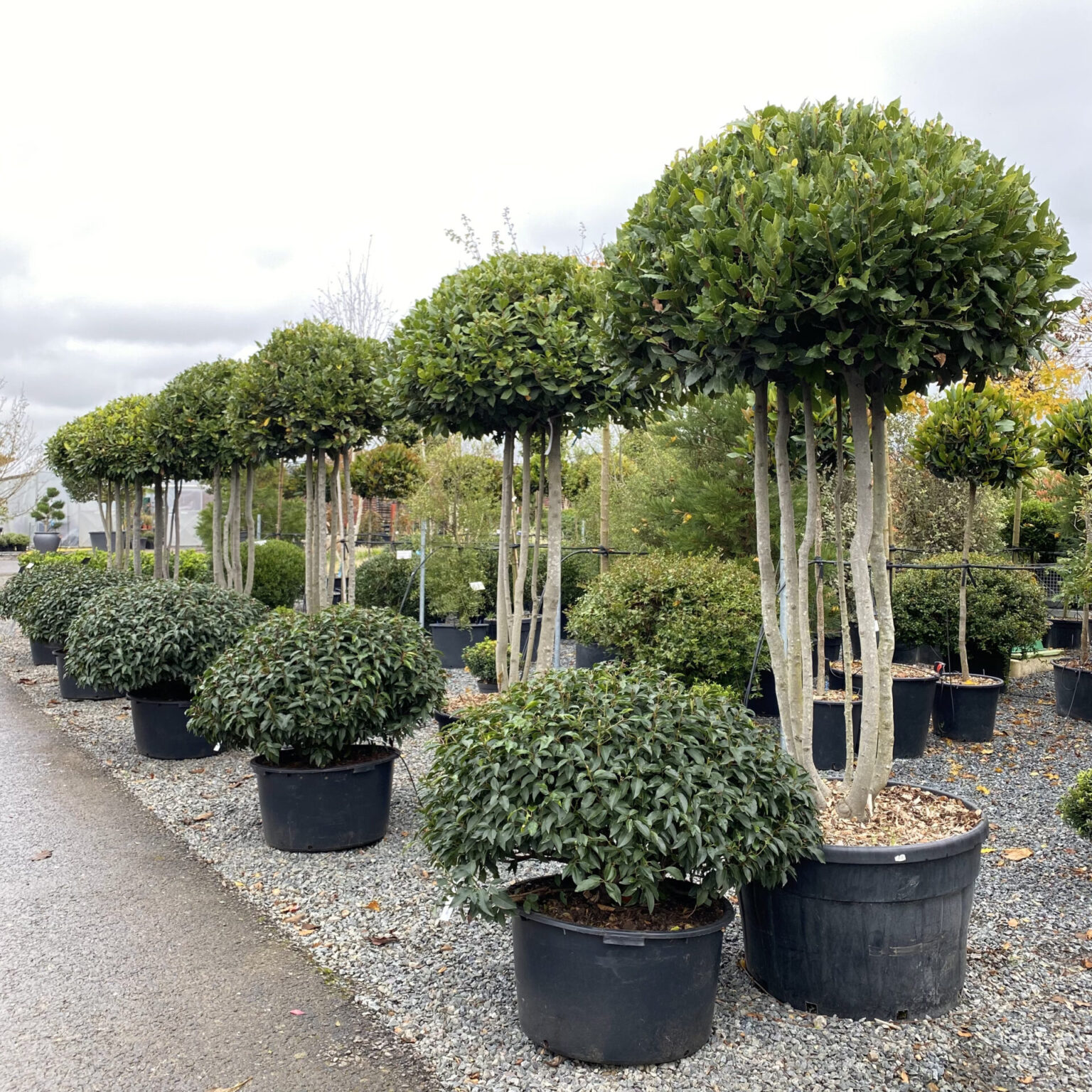 Multi-stems - Our Top Six - Architectural Plants