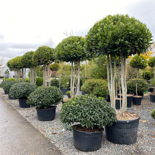 Multi-stems - Our Top Six - Architectural Plants