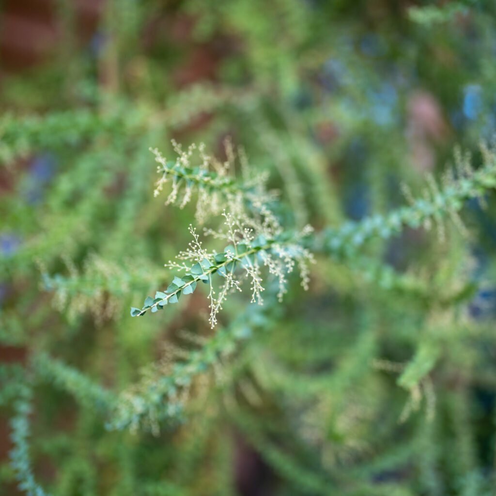 Buy Acacia Pravissima - Fast-Growing Evergreen Tree