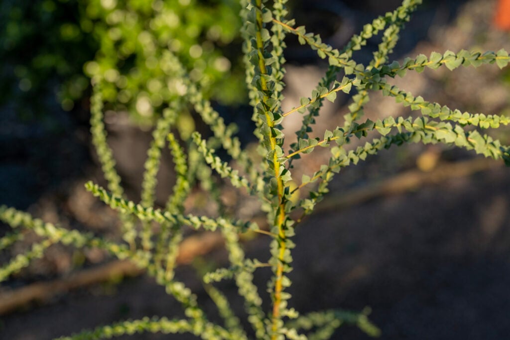 Buy Acacia Pravissima - Fast-Growing Evergreen Tree