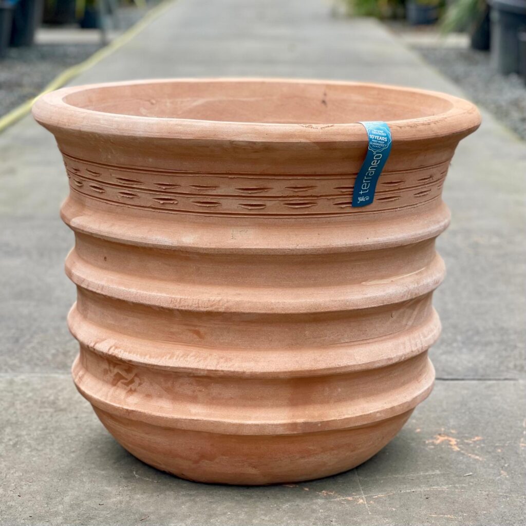 Buy Terraneo Exara Terracotta Pot - Architectural Plants