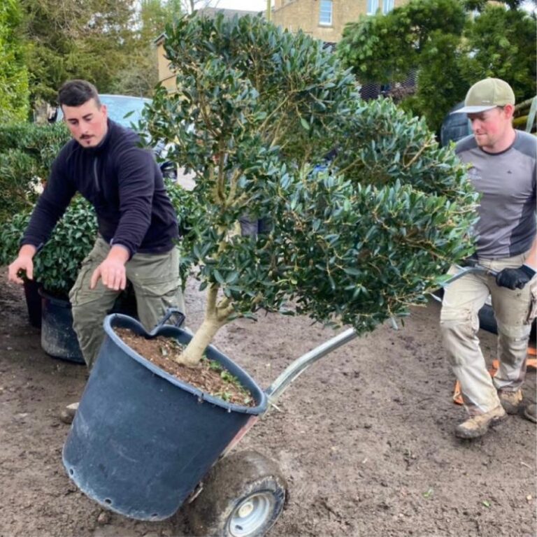 Multi-stems - Our Top Six - Architectural Plants