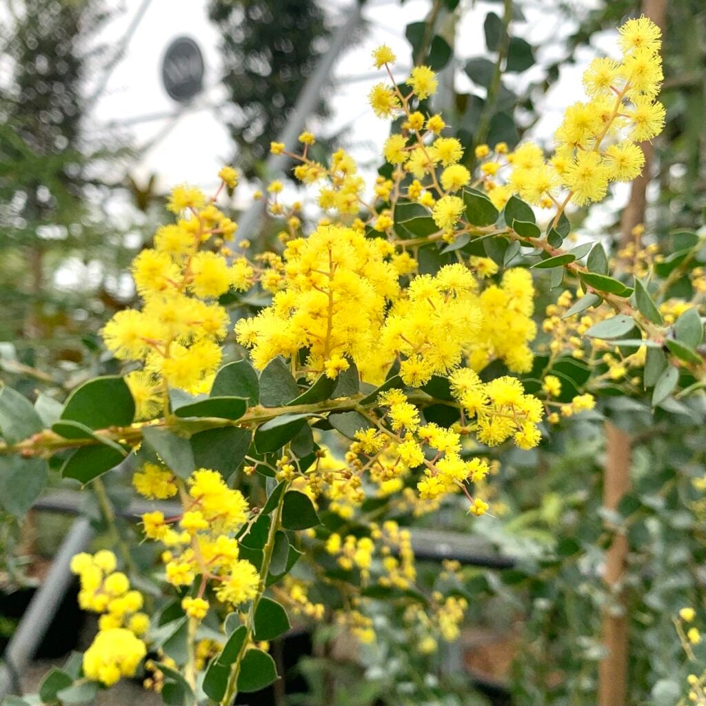 Buy Acacia Pravissima - Fast-Growing Evergreen Tree