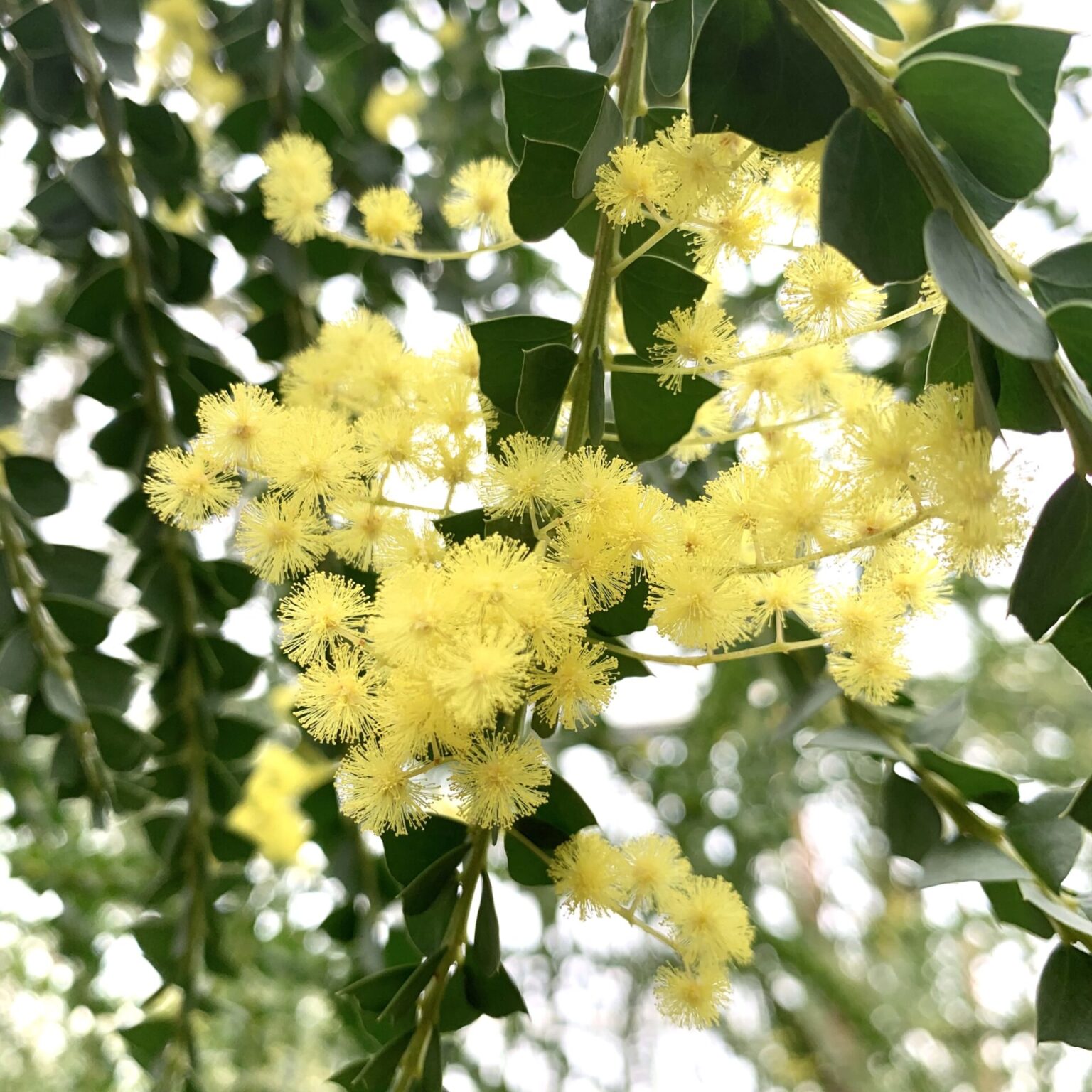 Buy Acacia Pravissima - Fast-Growing Evergreen Tree