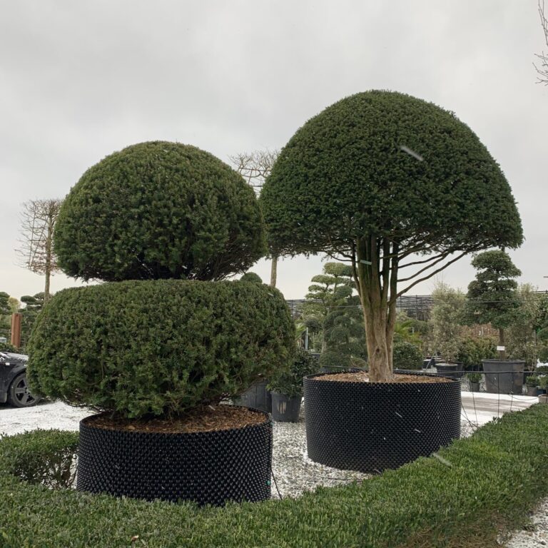 Buy Taxus Baccata Topiary - Architectural Plants