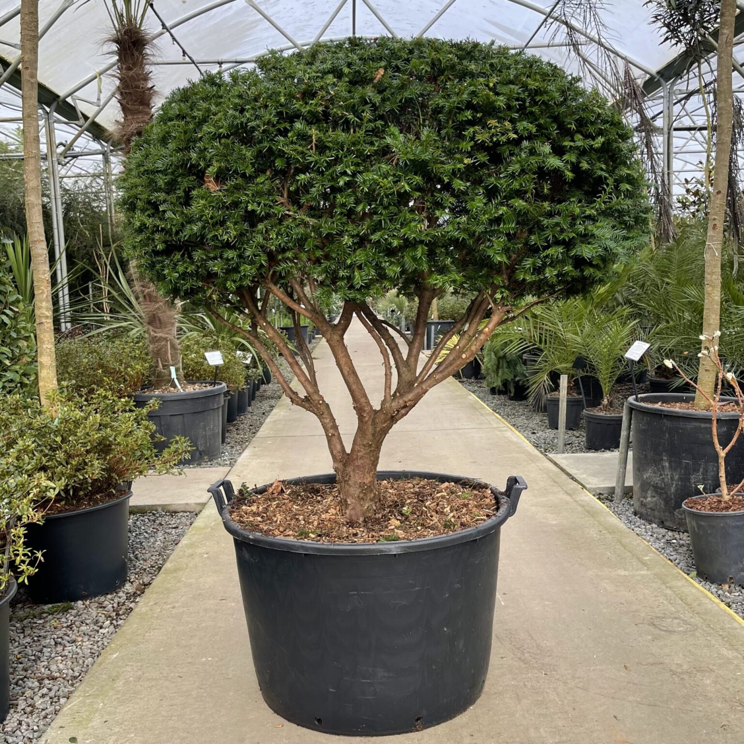 Buy The Plants - Page 49 of 53 - Architectural Plants