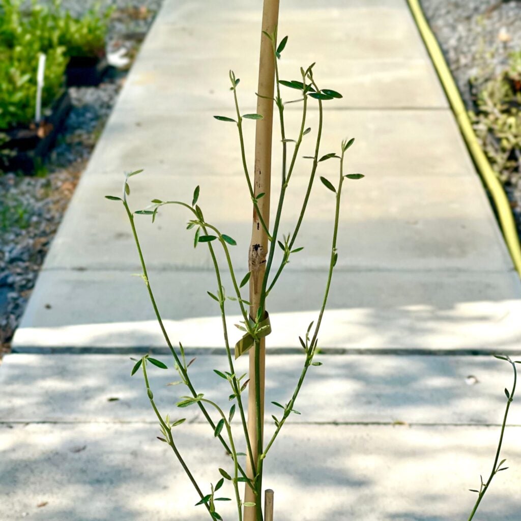 Buy Fast-Growing Spartium Junceum - Drought Tolerant Plant