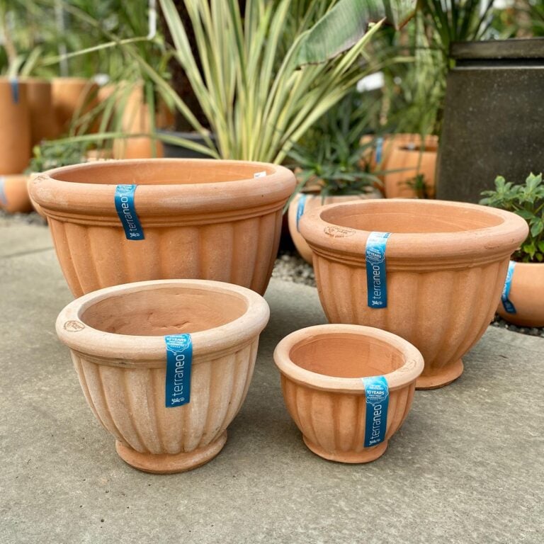Buy Terraneo Terracotta Pots - Architectural Plants