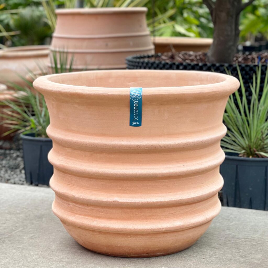 Buy Terraneo Exara Terracotta Pot - Architectural Plants