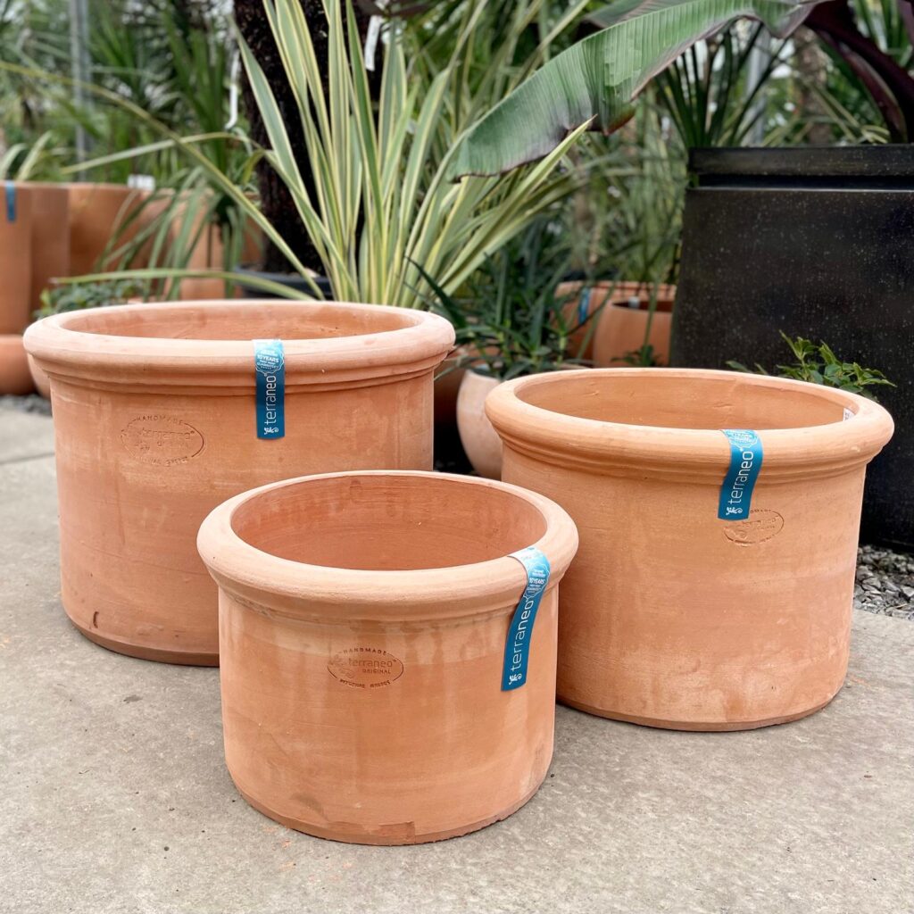 Buy Terraneo Terracotta Pots - Architectural Plants