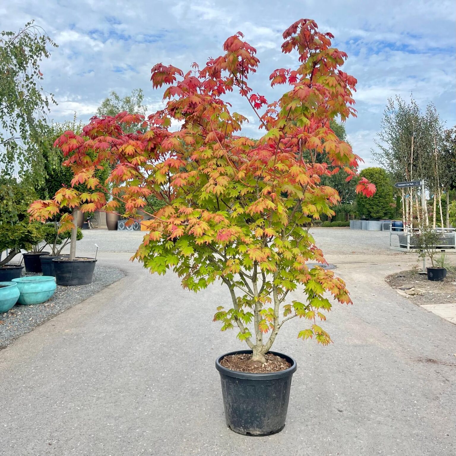Buy The Plants - Architectural Plants