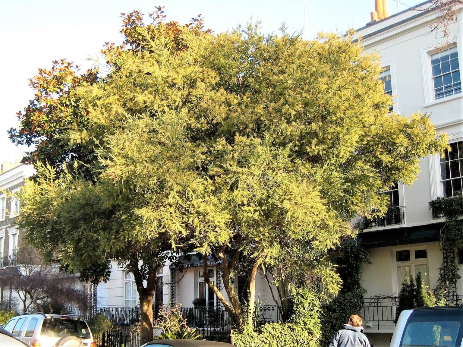 Buy Acacia Pravissima - Fast-Growing Evergreen Tree