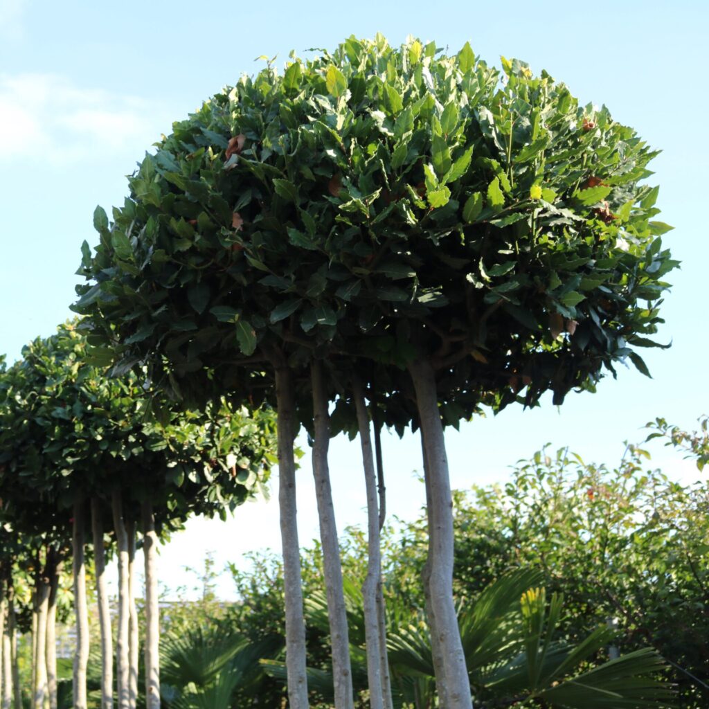 Buy Laurus nobilis - Multi Stems - Architectural Plants