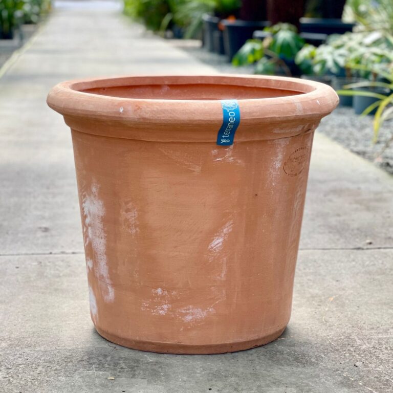Buy Terraneo Terracotta Pots - Architectural Plants