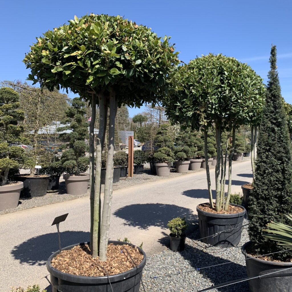Buy Laurus nobilis - Multi Stems - Architectural Plants