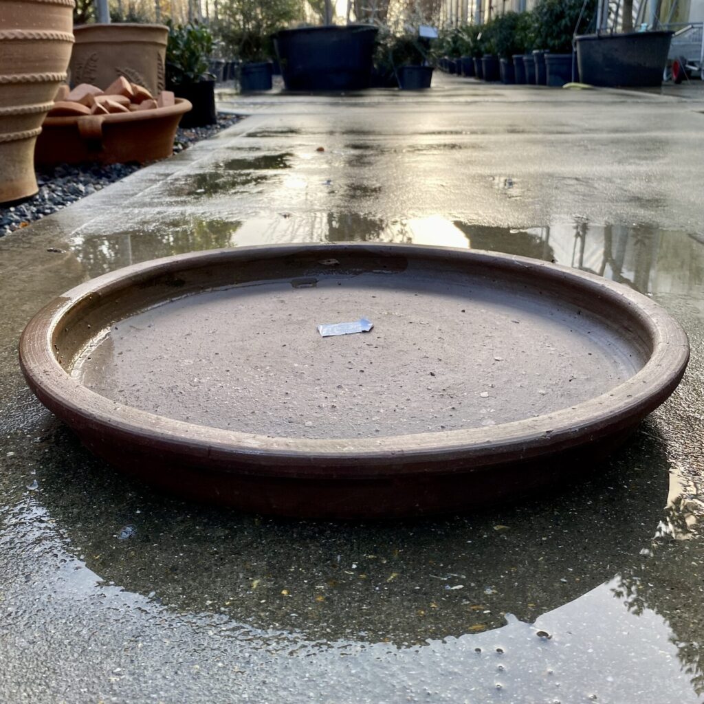 Buy Ironstone Round Saucer - Architectural Plants